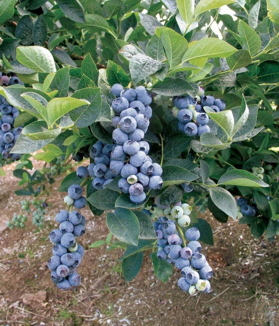 Borówka amerykańska Bluecrop doniczka 3L